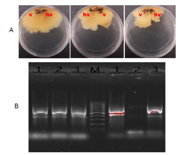 Virulence, ligninolytic enzymes and metabolic profile of cryphonectria ...
