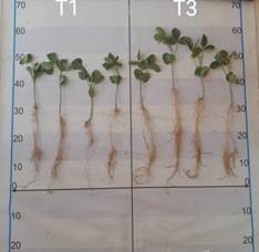 Bacillus sp. como promotor de crescimento em soja