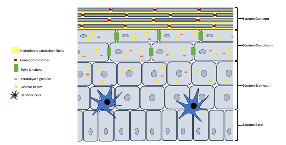 Epidermal Barrier Dysfunction in Atopic Dermatitis